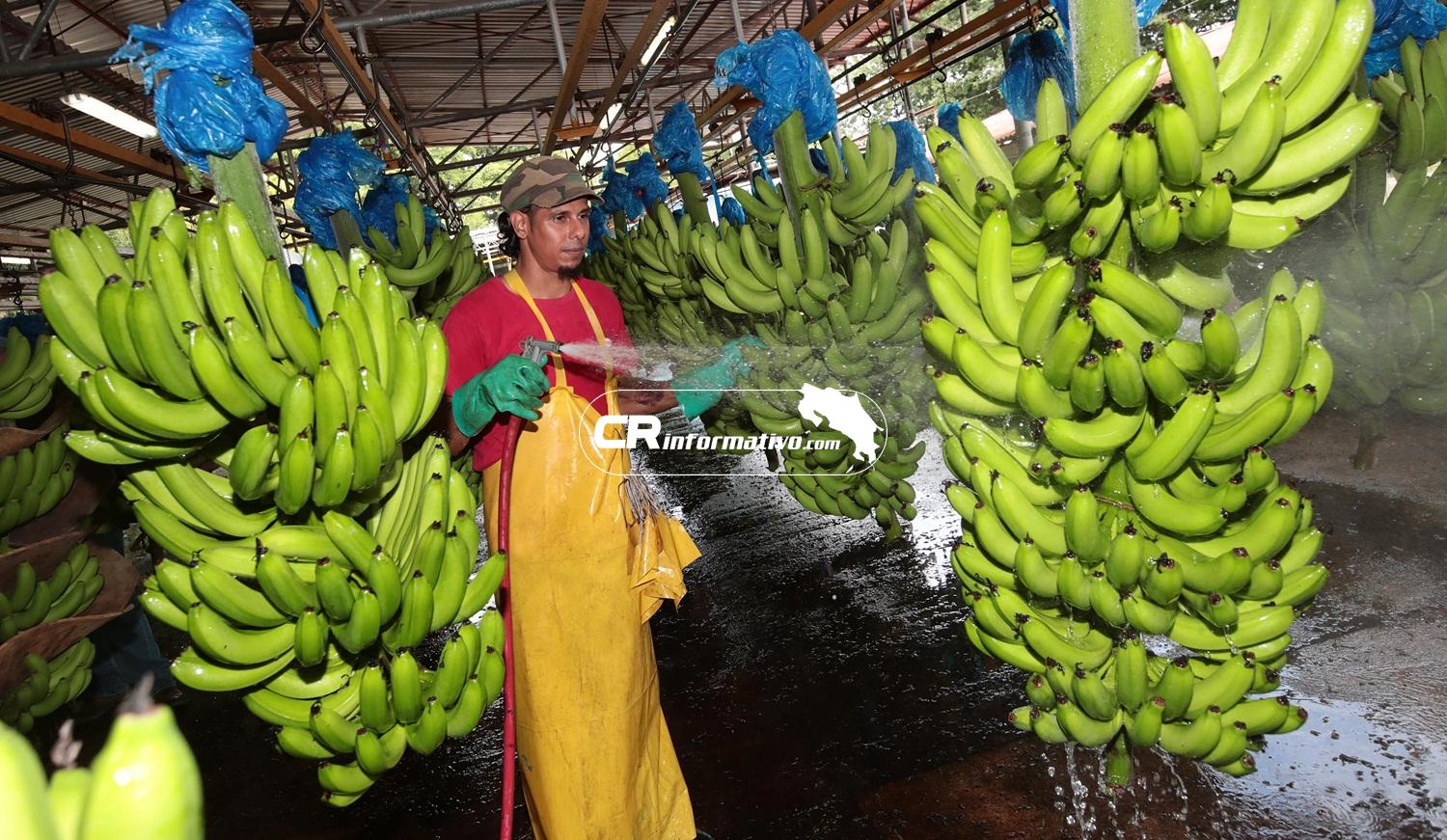 Costa Rica sigue trabajando para prevenir ingreso de peligroso hongo ...