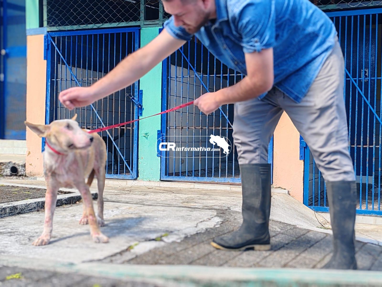Así se recupera, él perro que fue amarrado con un mecate y arrastrado ...