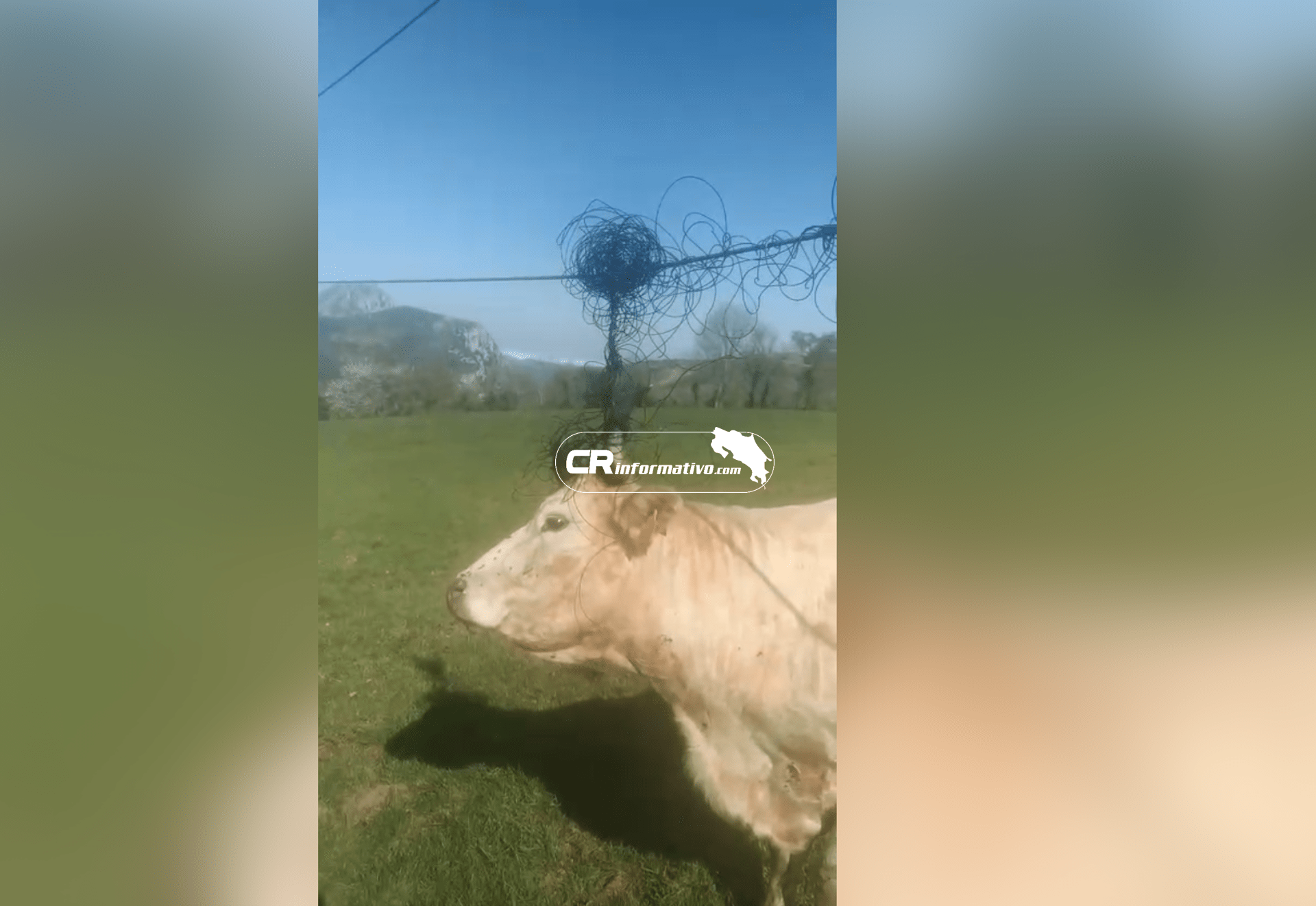 Vaca deja sin internet a miles de usuarios de fibra óptica ...