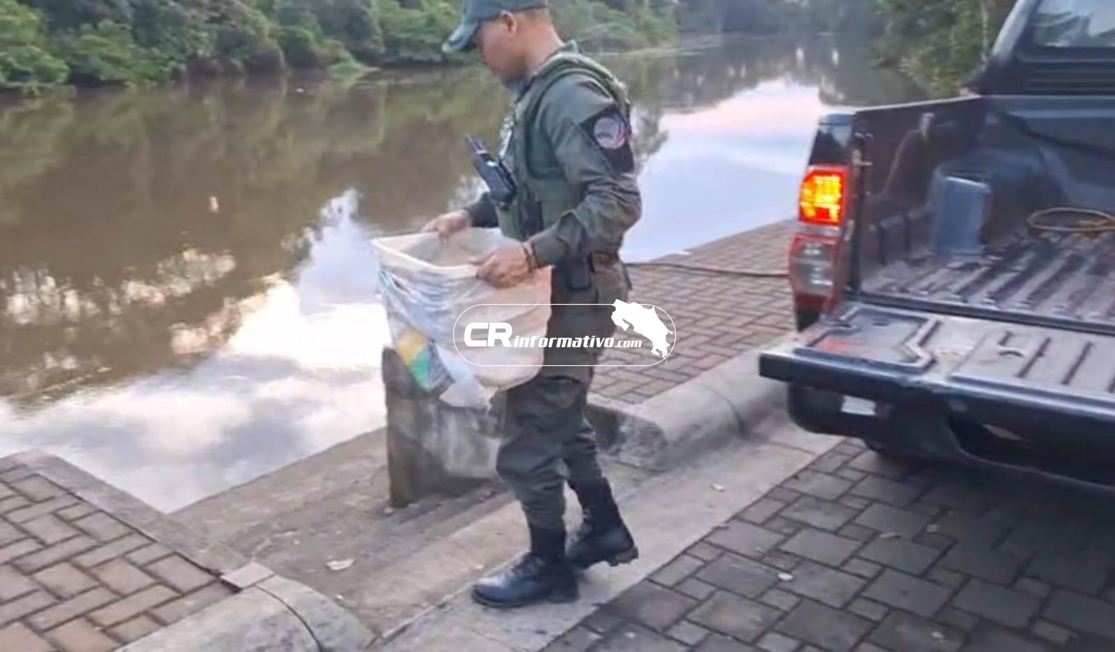 Rescatan cinco peces gaspar en plena veda pesquera en Caño Negro ...
